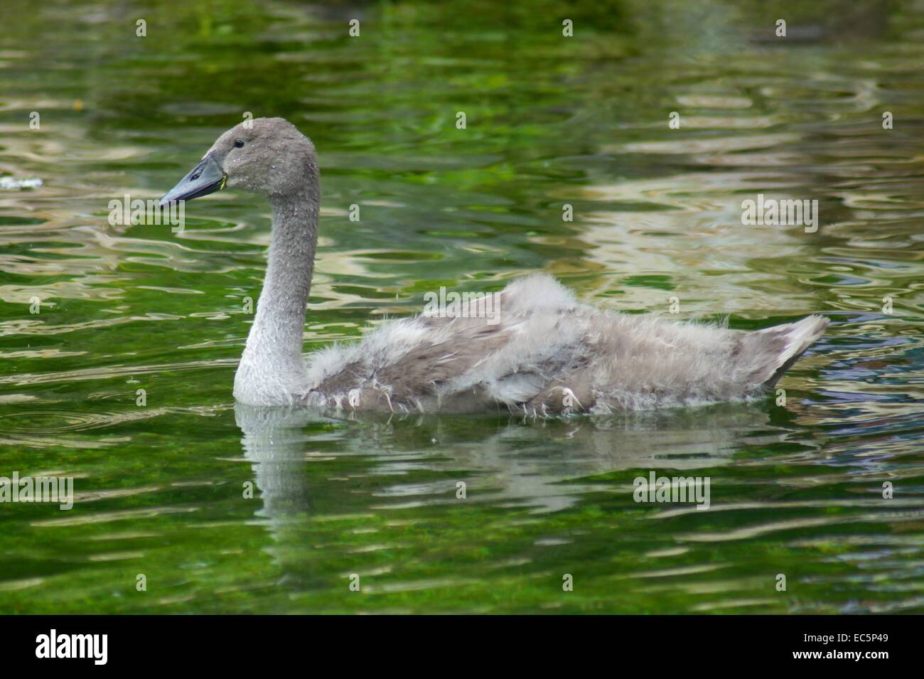 Teenager and baby hi-res stock photography and images - Alamy