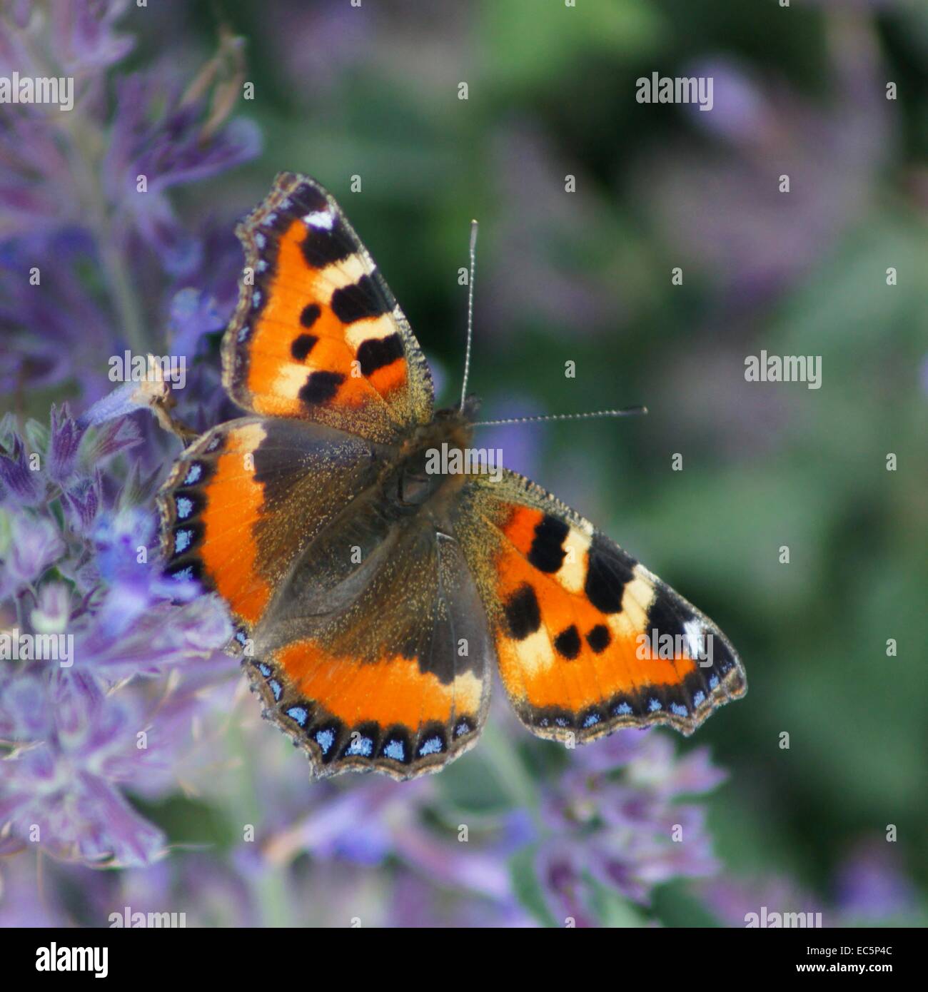 Little Fox Aglais urticae of lilac Syringa Stock Photo - Alamy