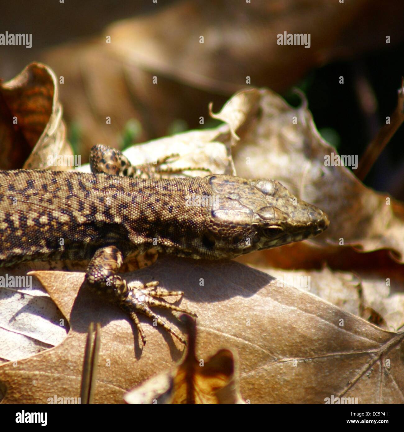 Grassland critters hi-res stock photography and images - Alamy