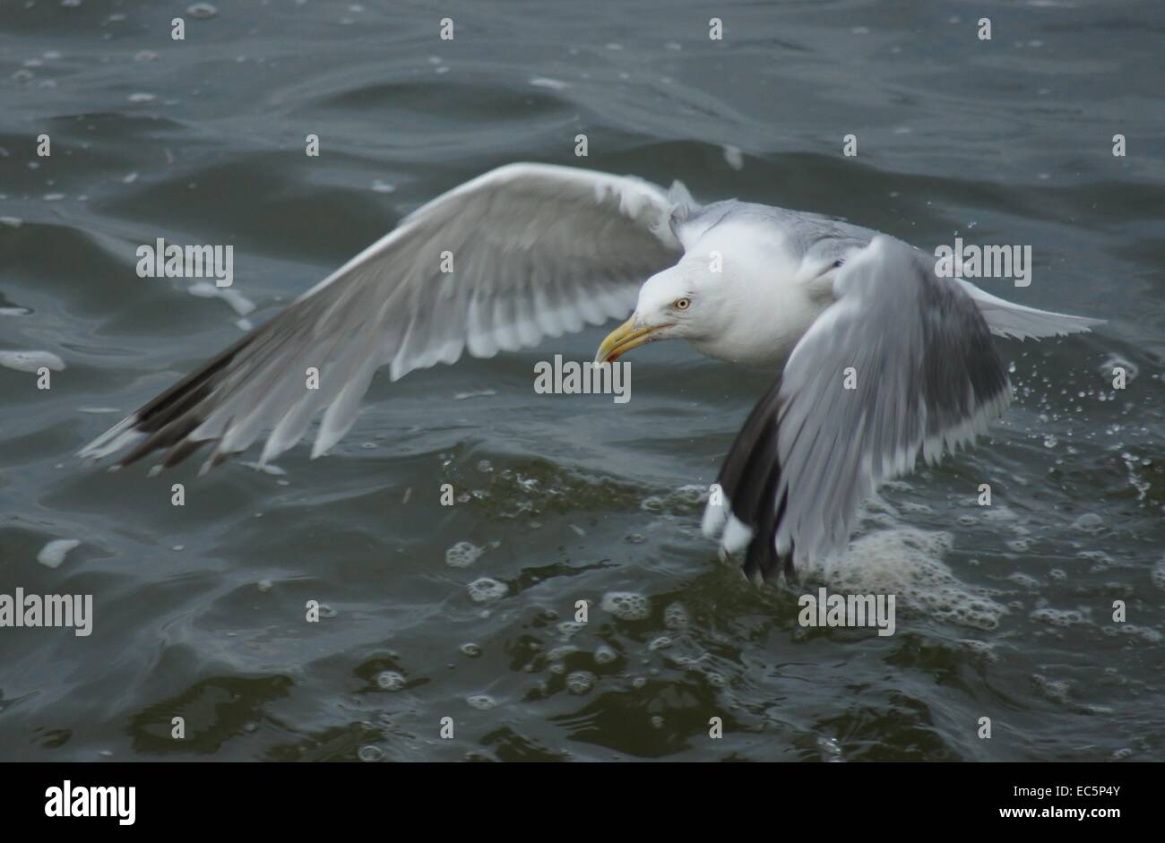 Gull Fly over the north Sea Stock Photo - Alamy