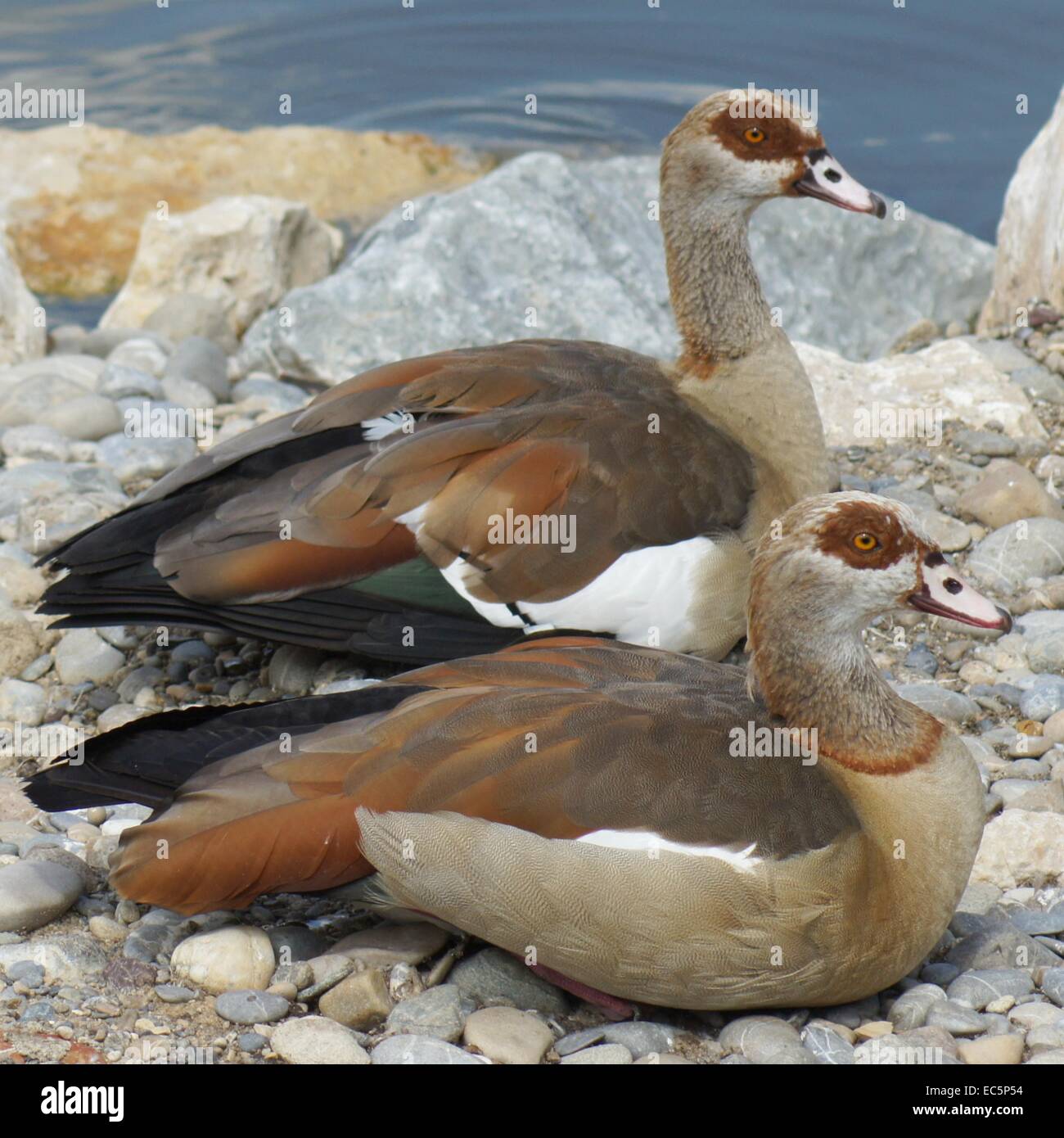 Nile geese Pair Stock Photo - Alamy
