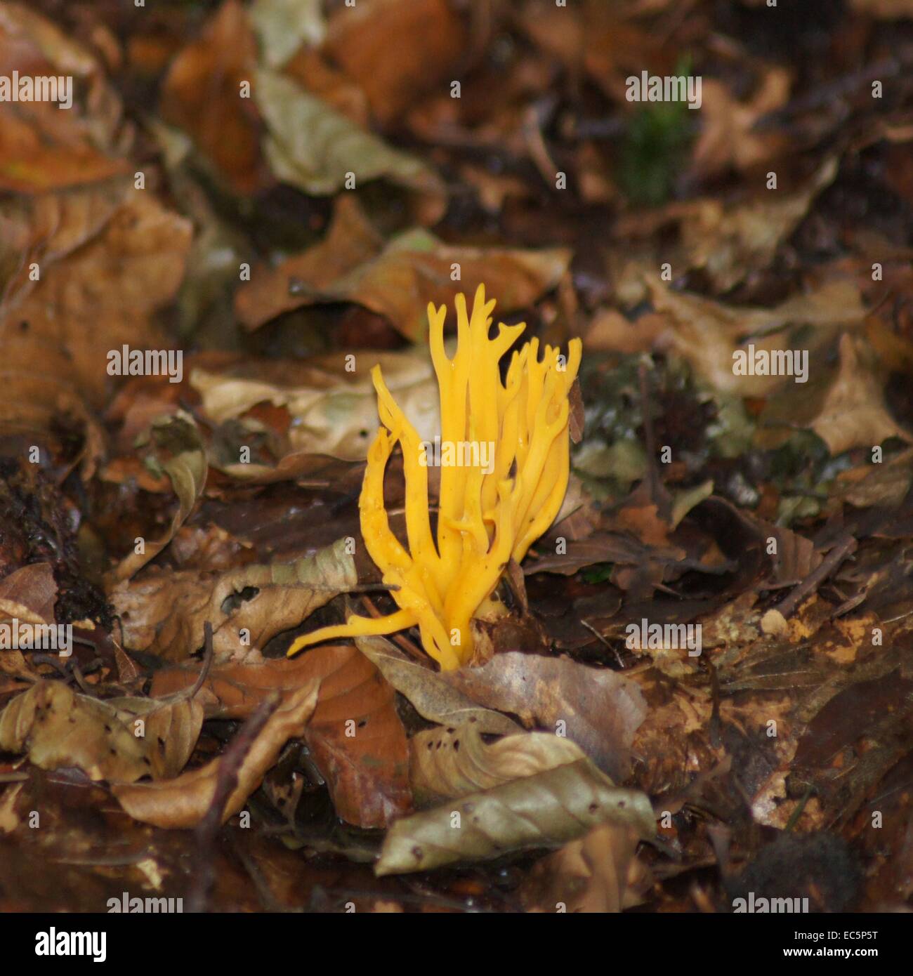 Gold yellow coral Stock Photo - Alamy