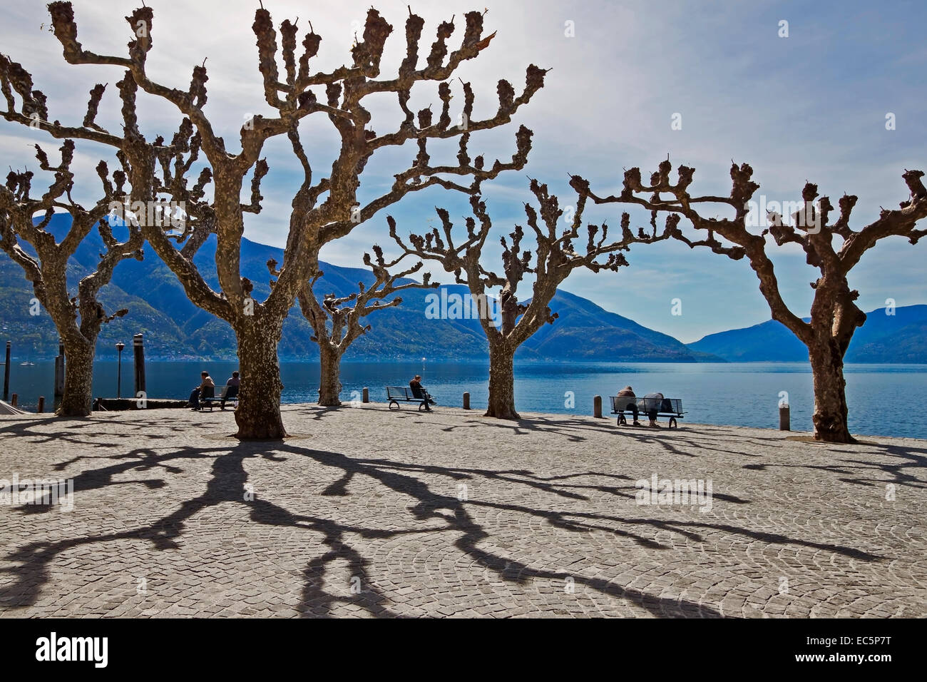 sycamore trees in Ascona Ticino Stock Photo - Alamy