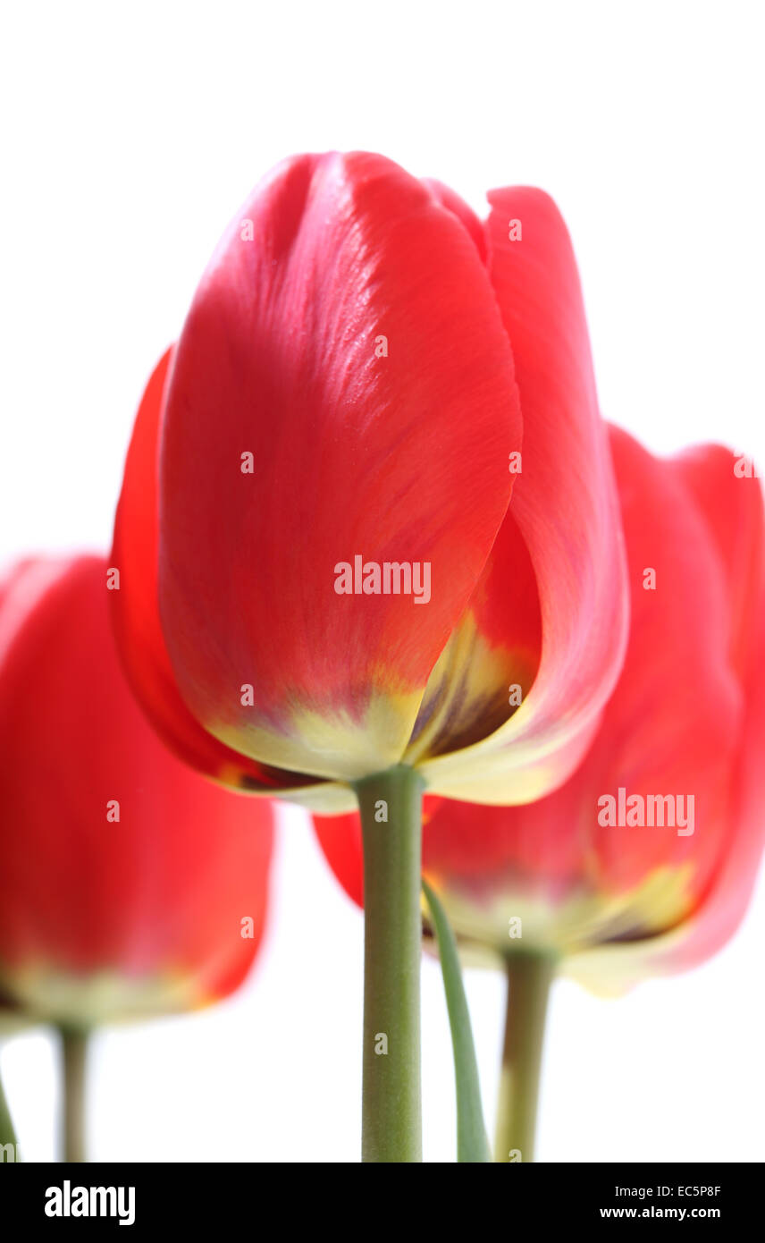 Tulips shapes hi-res stock photography and images - Alamy