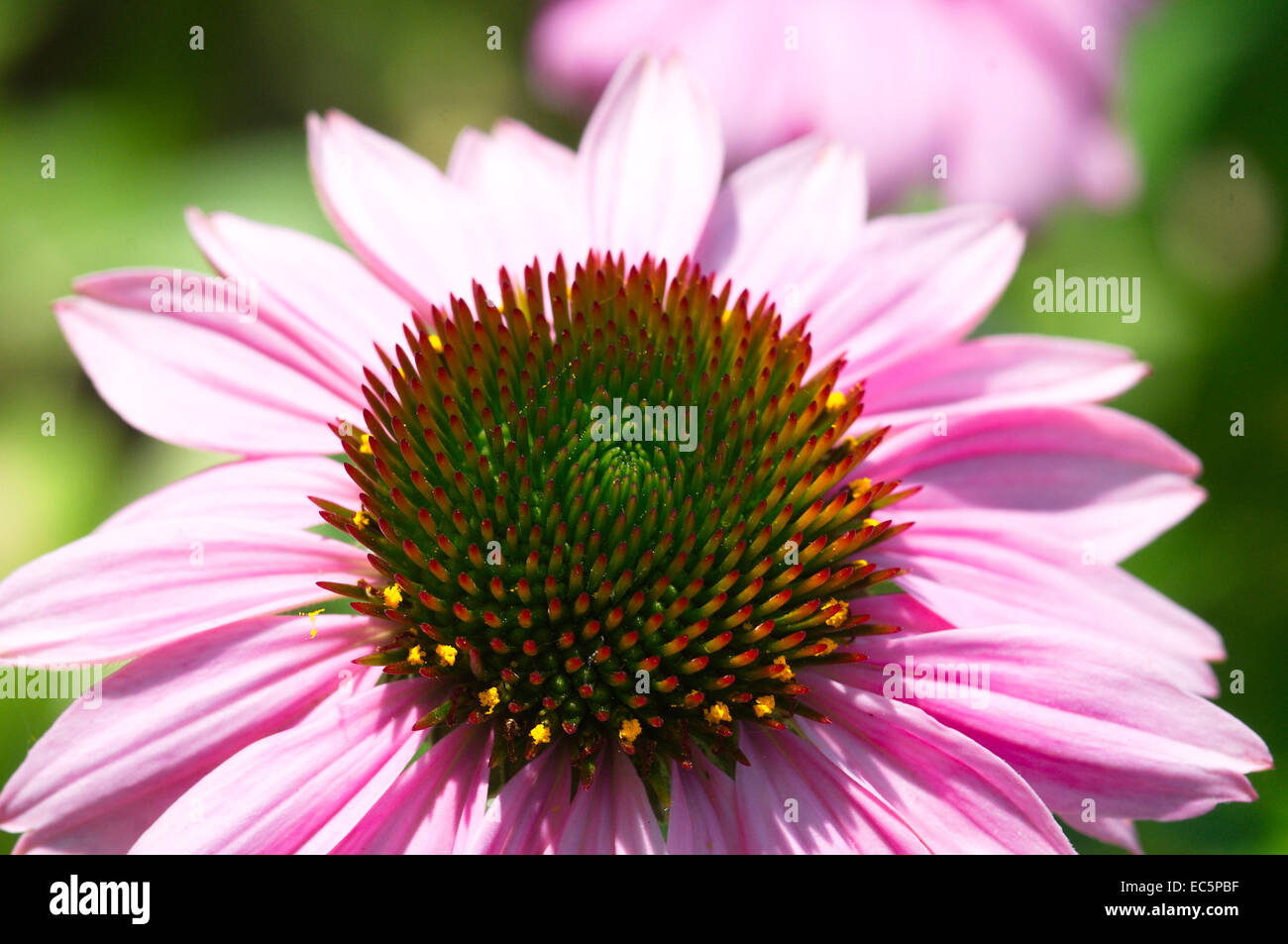 eastern purple coneflower Stock Photo - Alamy