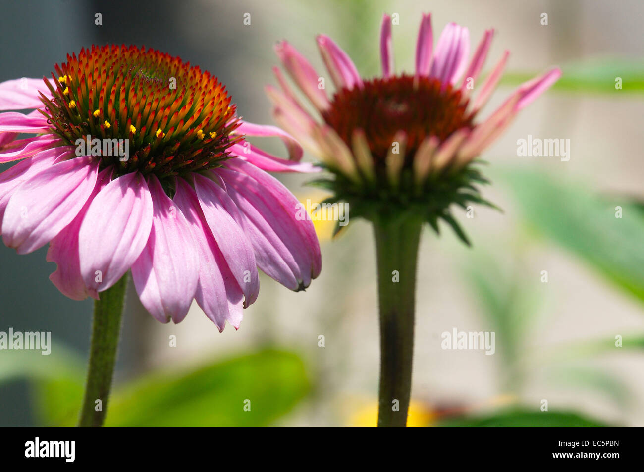 eastern purple coneflower Stock Photo - Alamy
