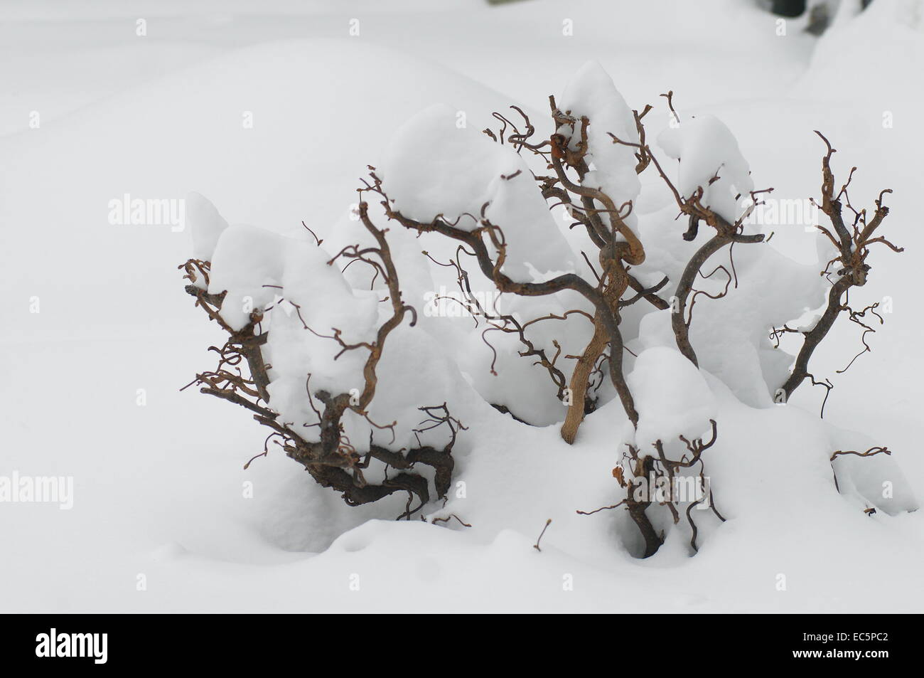 Shrub in the snow Stock Photo - Alamy