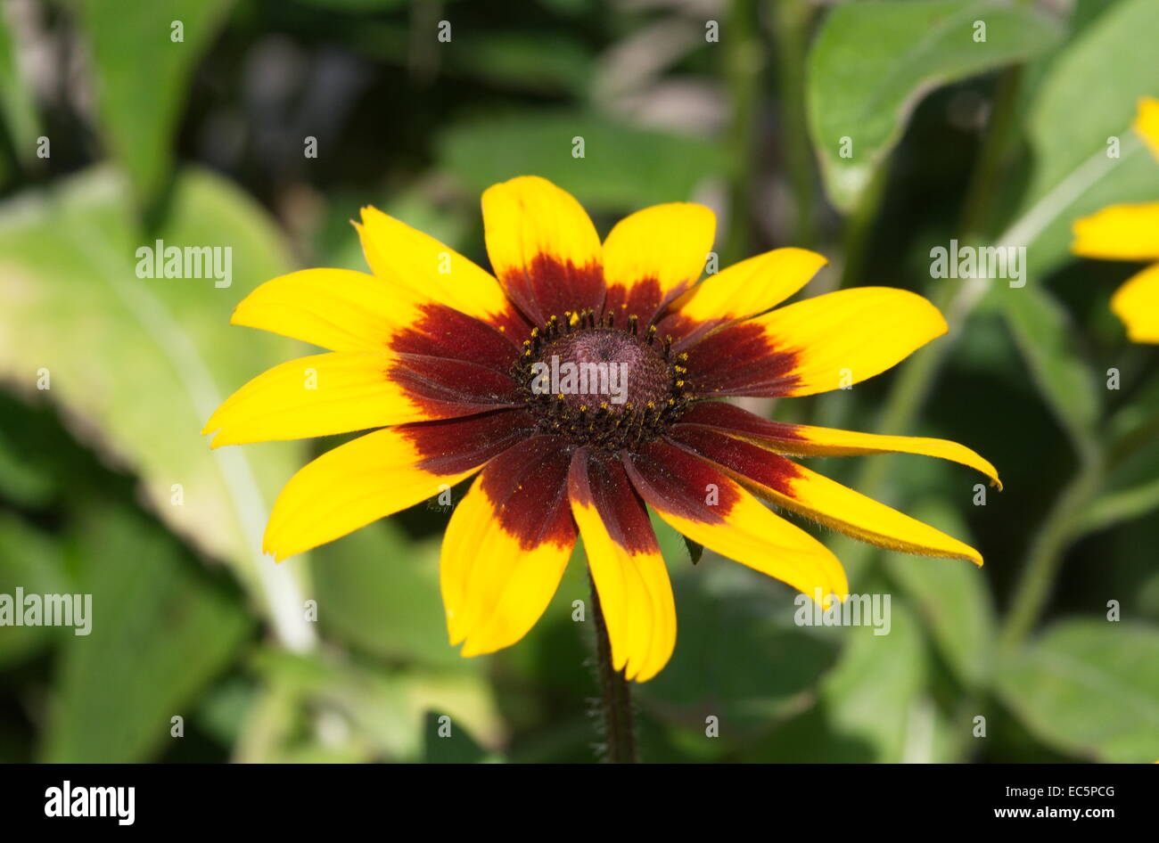 sun autumn forest bloom Stock Photo - Alamy