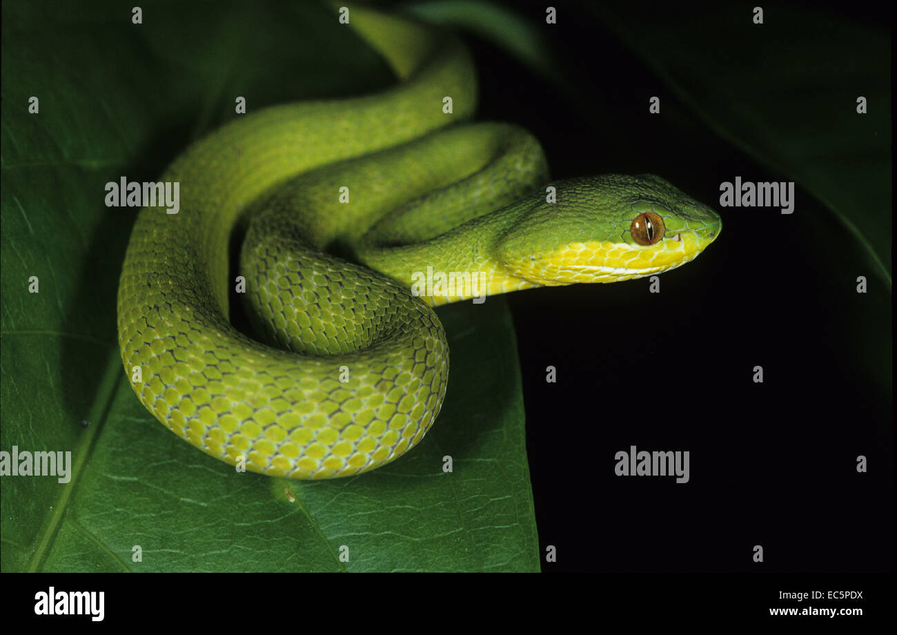 White lipped island pit viper hi-res stock photography and images - Alamy