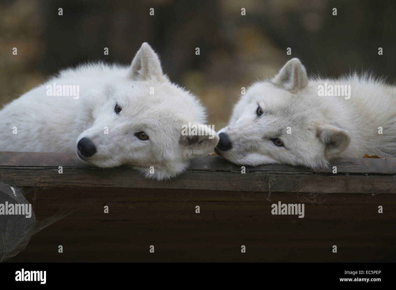 Arctic wolves are taking a break Stock Photo - Alamy
