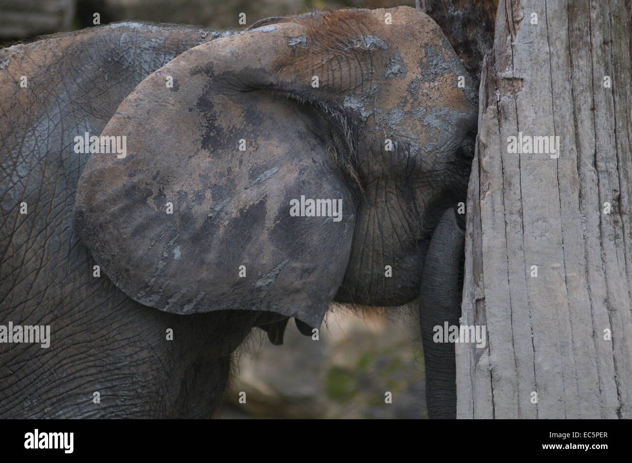Elephant Zoo Clean High Resolution Stock Photography and Images - Alamy