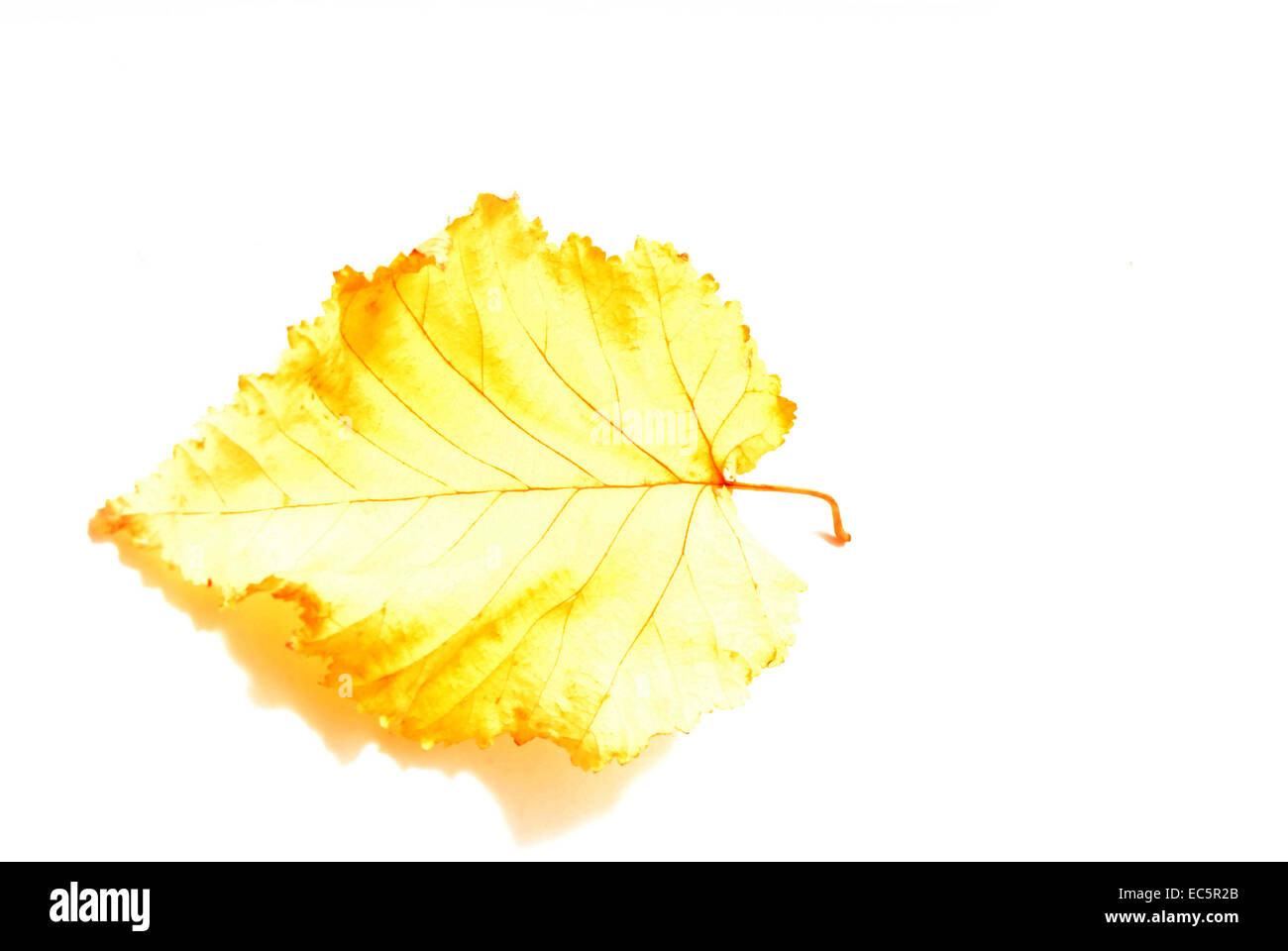 Structure tree trees leaf Cut Out Stock Images & Pictures - Alamy