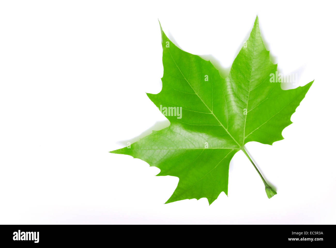 Spike maple hi-res stock photography and images - Alamy