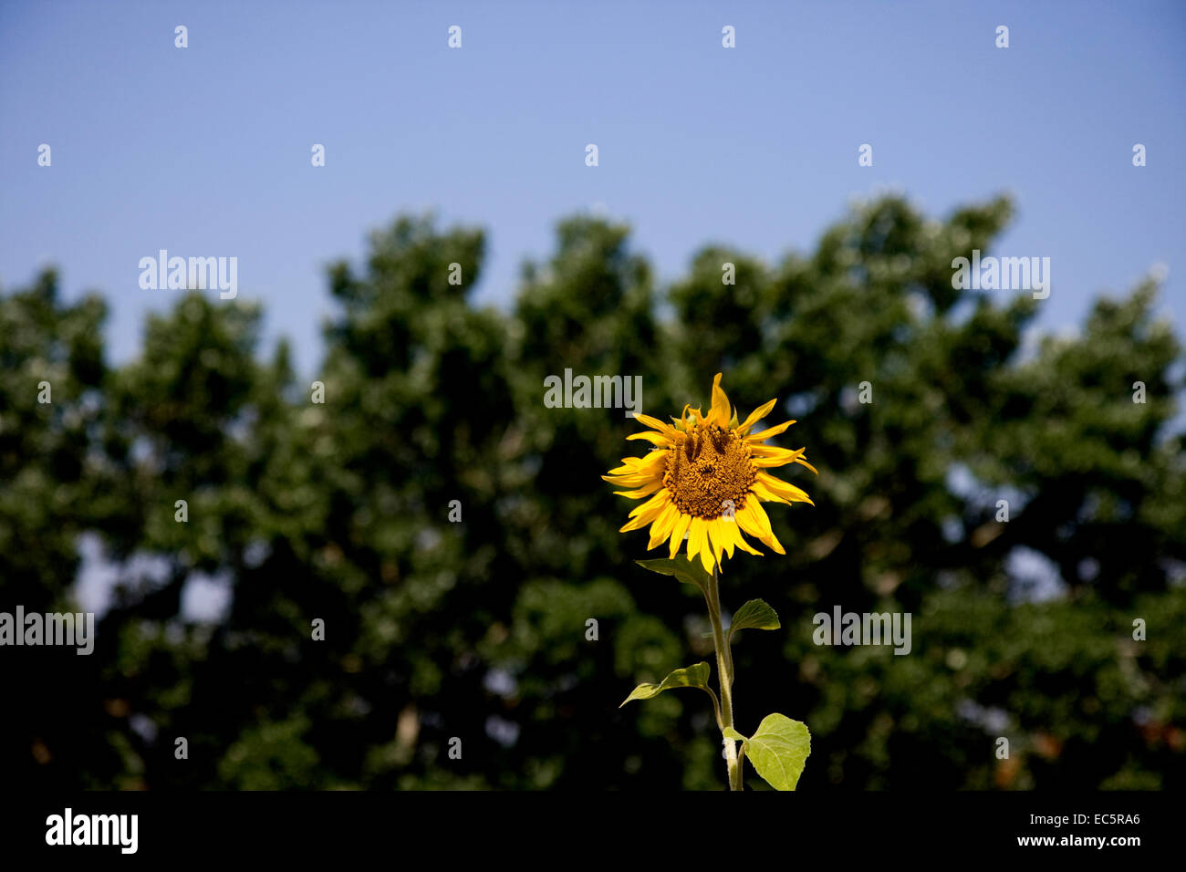 Smiley face sunflower hi-res stock photography and images - Alamy