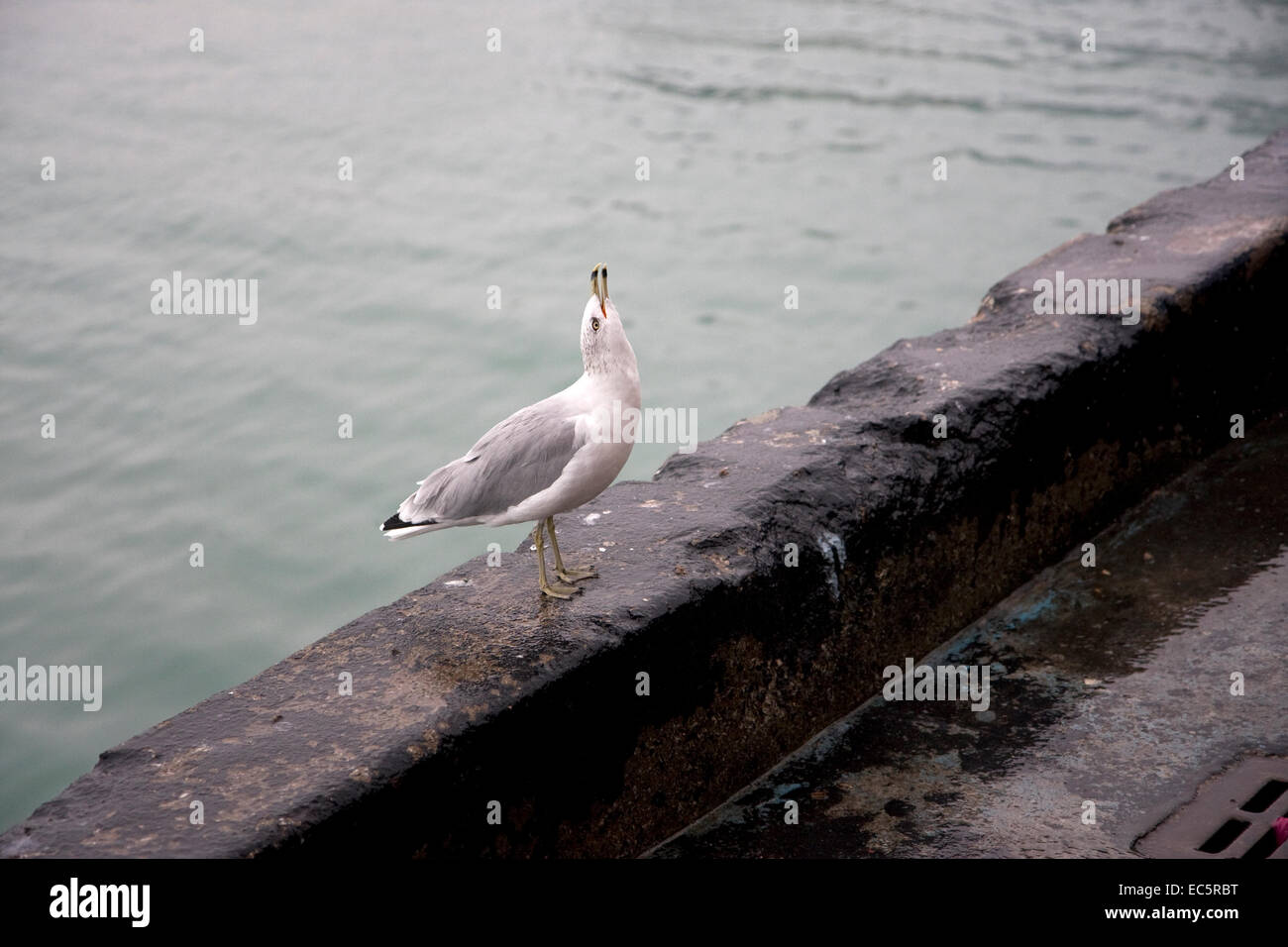 Howling hi-res stock photography and images - Alamy