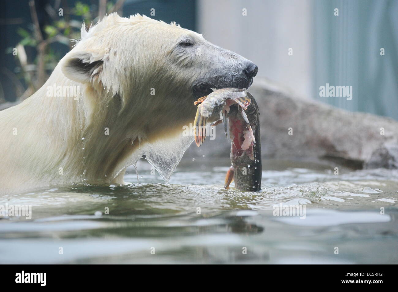 Polar Bears Eating Fish