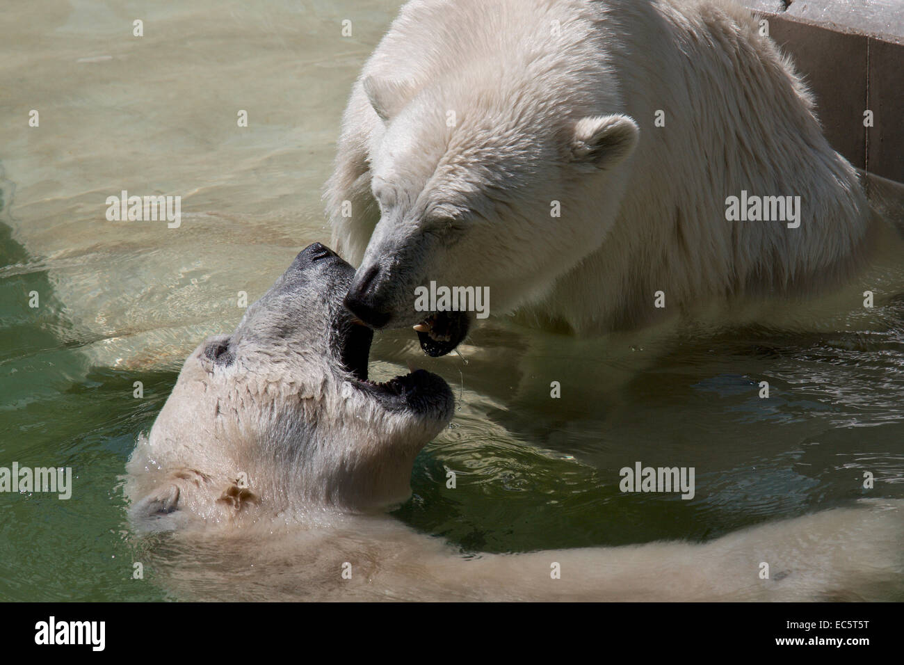 Polar bears at play Stock Photo - Alamy