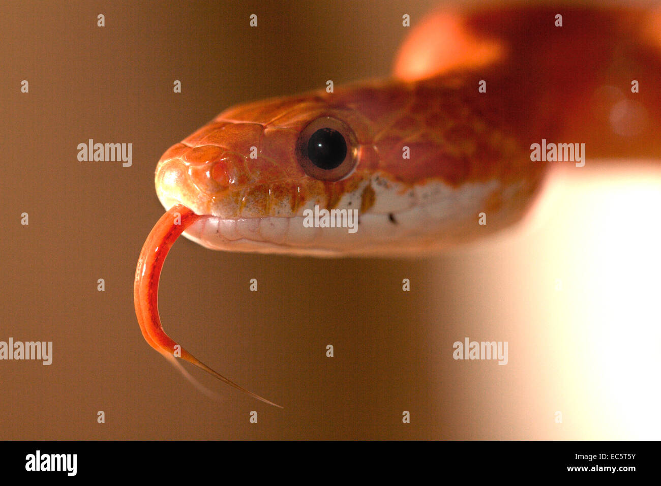 Hissing viper hi-res stock photography and images - Alamy