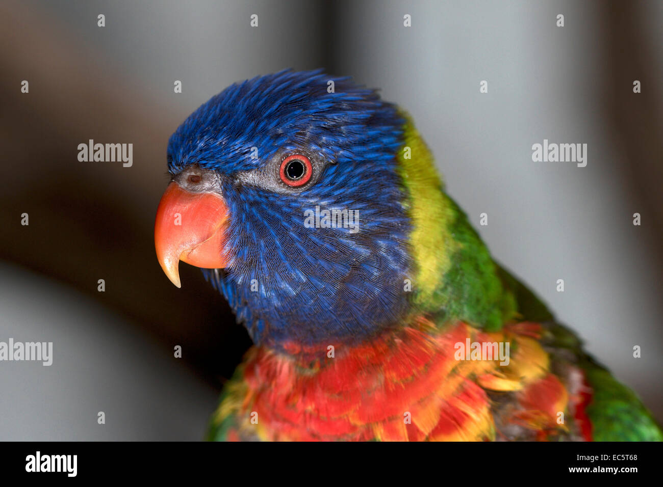 Lori parrot hi-res stock photography and images - Alamy