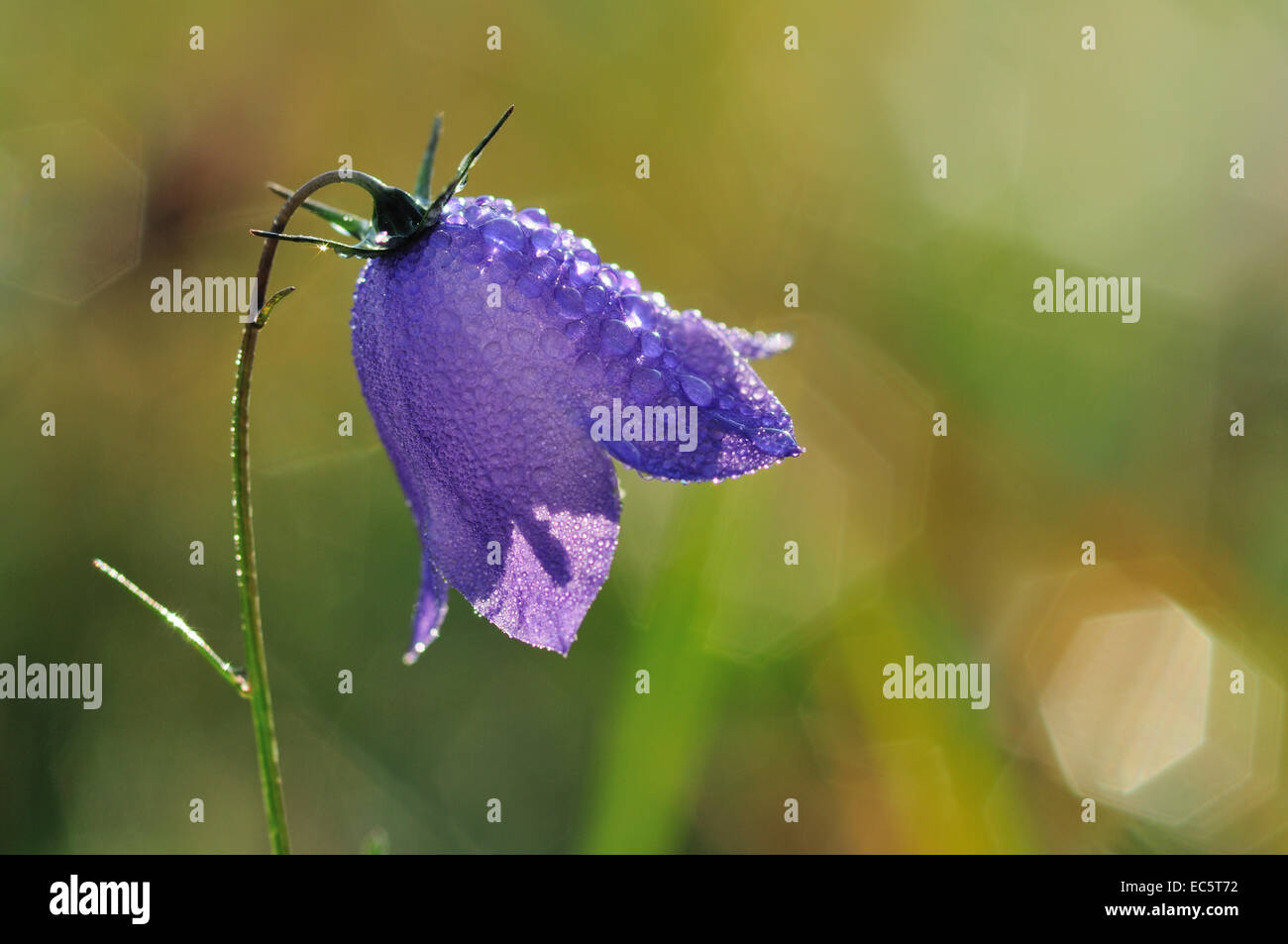 bellflower with dewdrops Stock Photo - Alamy