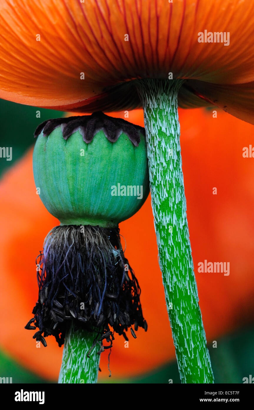 Turks poppy hi-res stock photography and images - Alamy