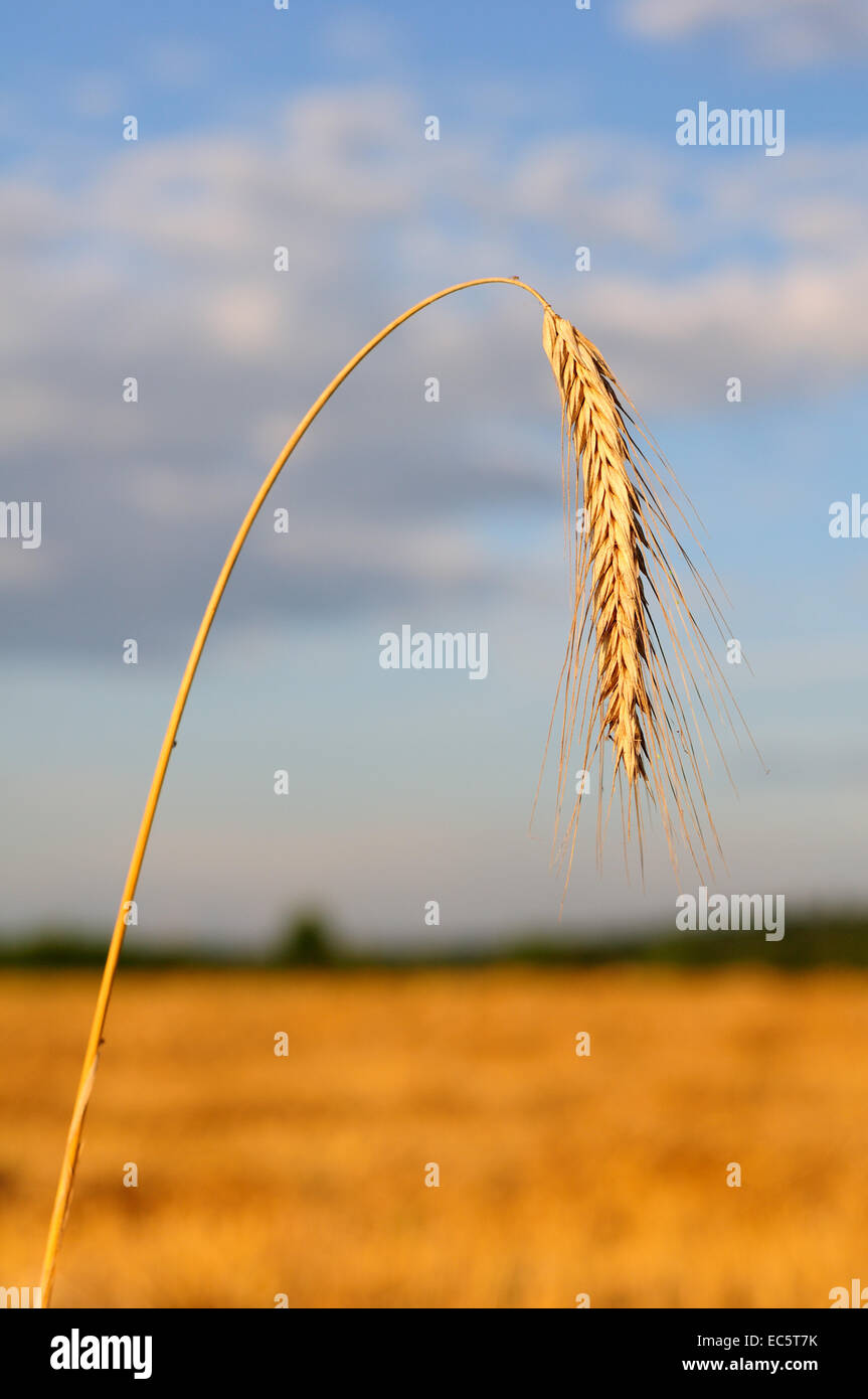 Single grain hi-res stock photography and images - Alamy