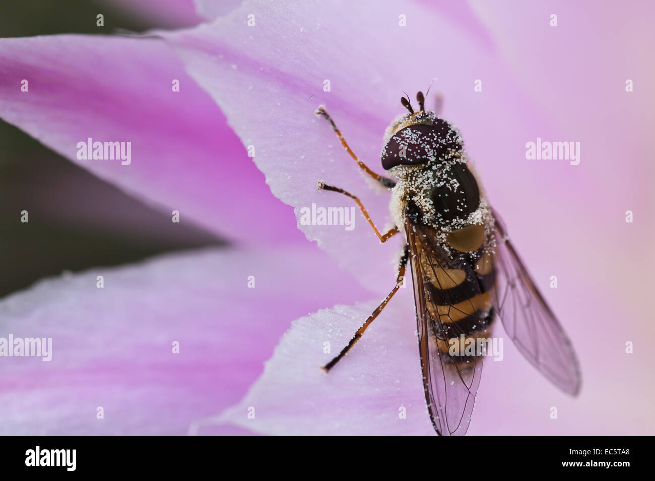 hoverfly on cactusflower covered in pollen Stock Photo - Alamy