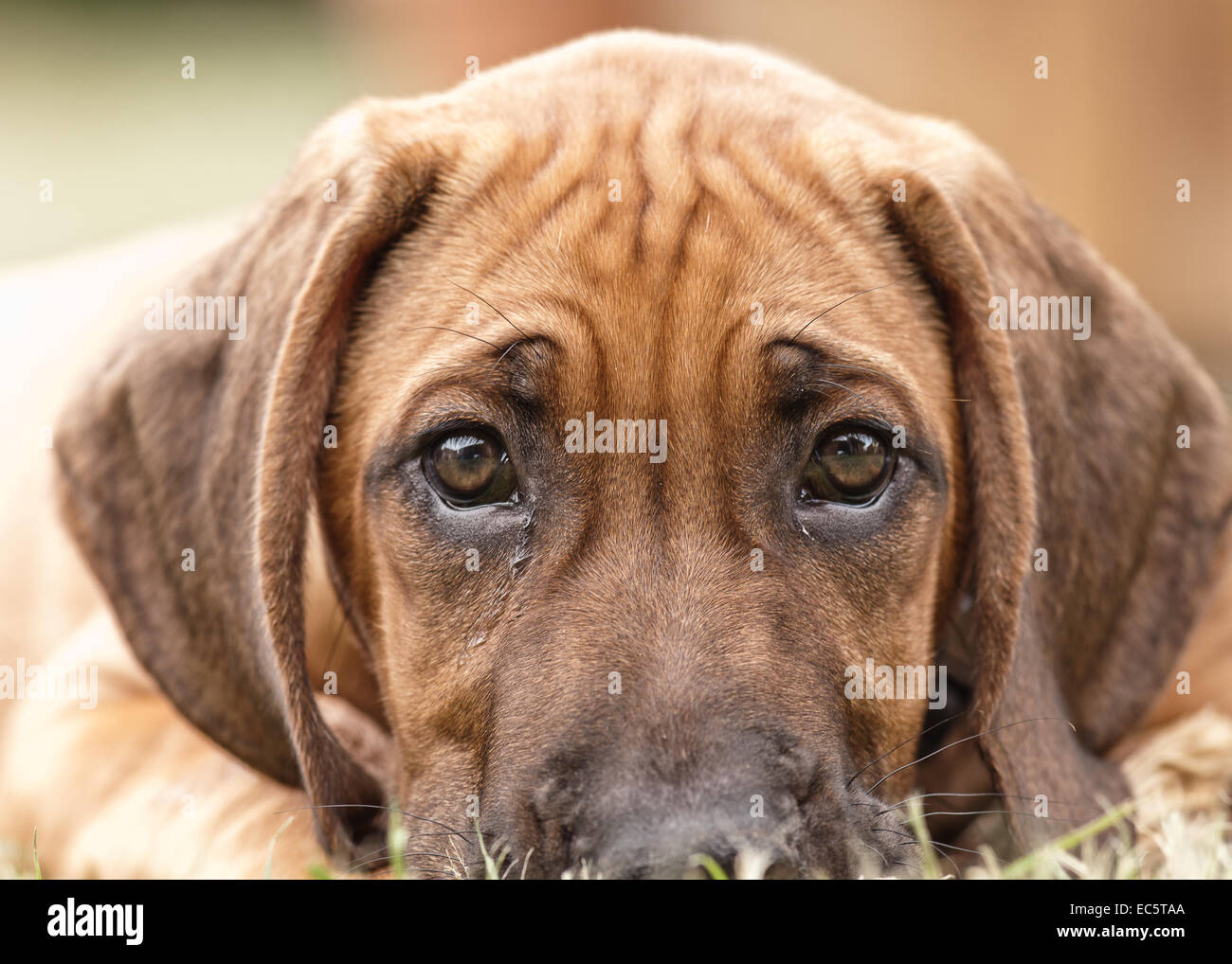 South african ridgeback hi-res stock photography and images - Alamy