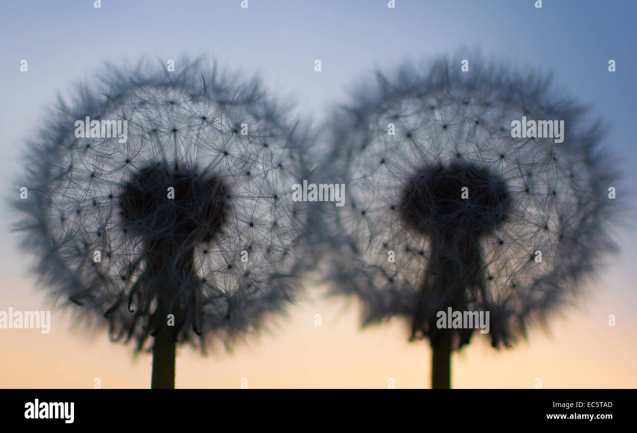 Dandelion love sign hi-res stock photography and images - Alamy
