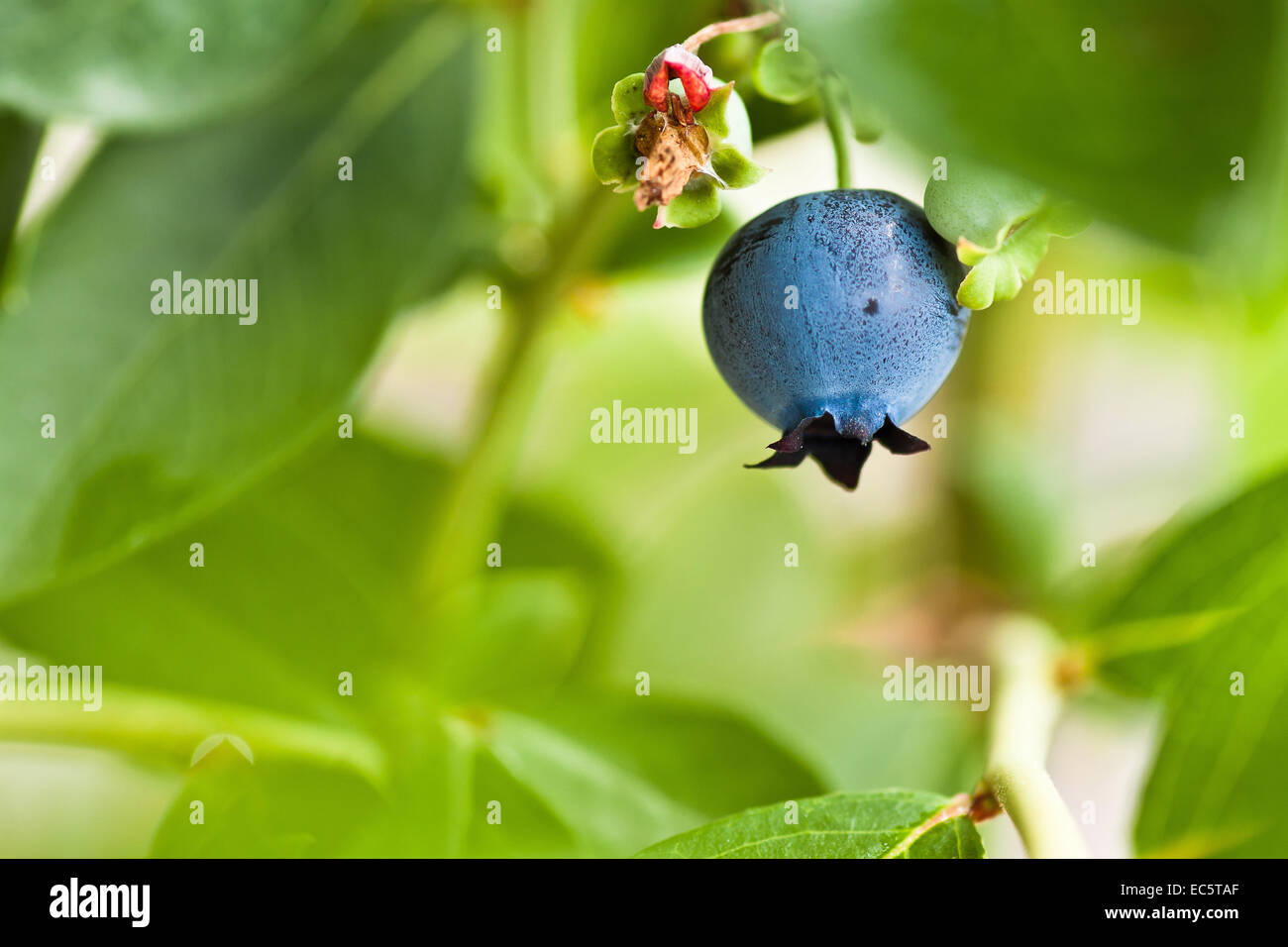 Dwarf blueberry hi-res stock photography and images - Alamy