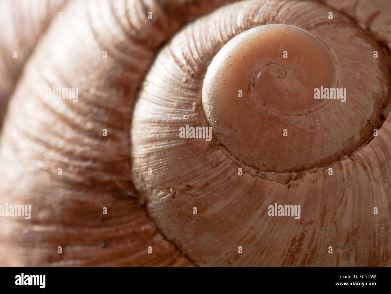 Inside a snail shell hi-res stock photography and images - Alamy