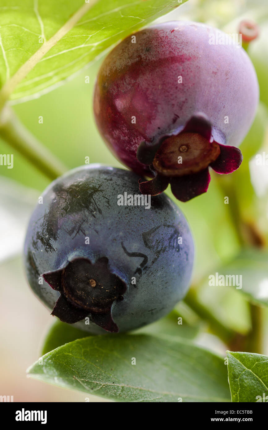 Dwarf blueberry hi-res stock photography and images - Alamy