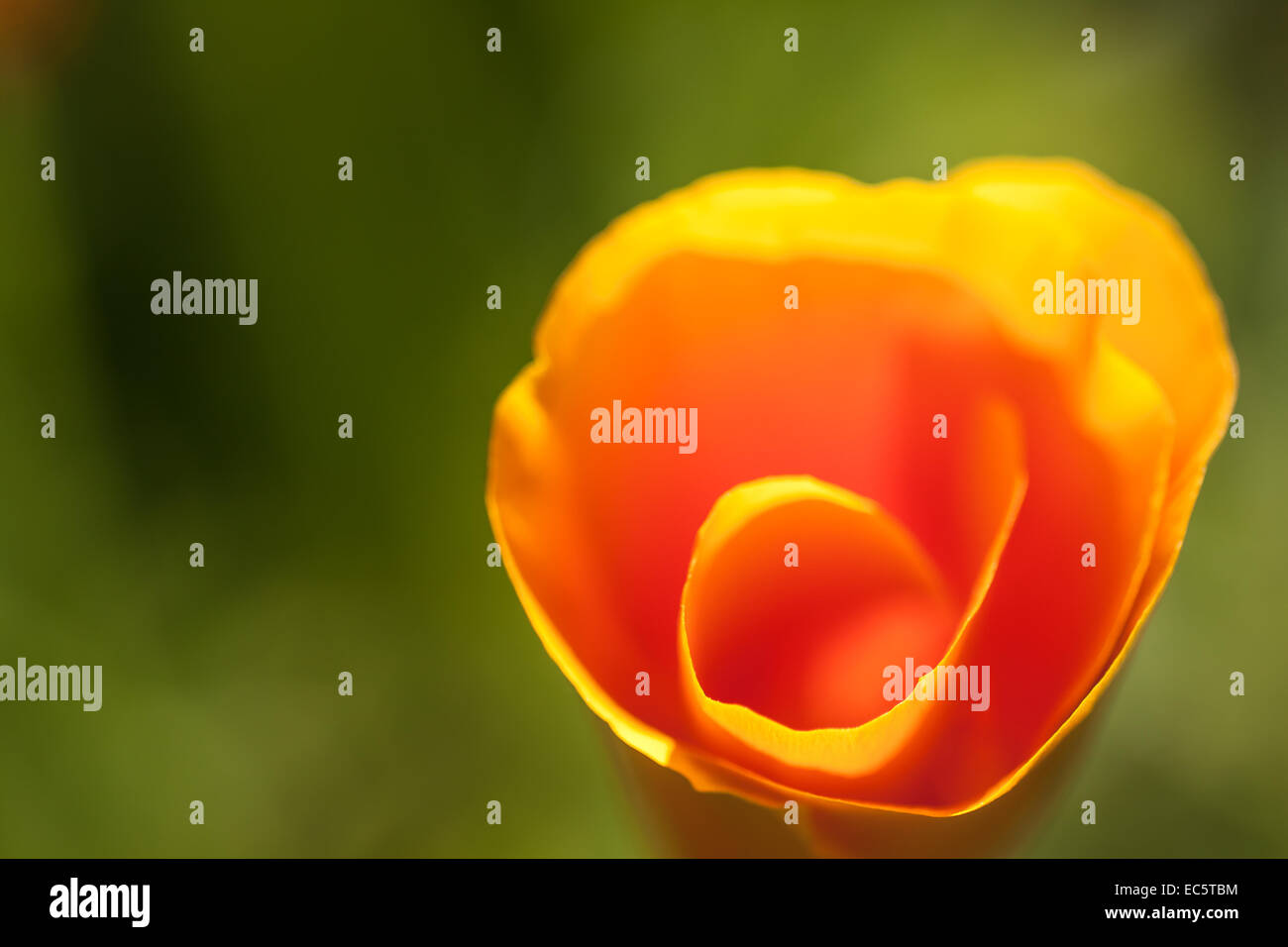 Human poppy hi-res stock photography and images - Alamy