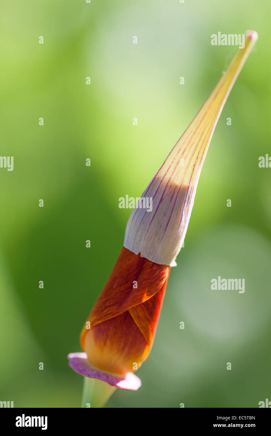 California Poppy before flourishing Stock Photo - Alamy
