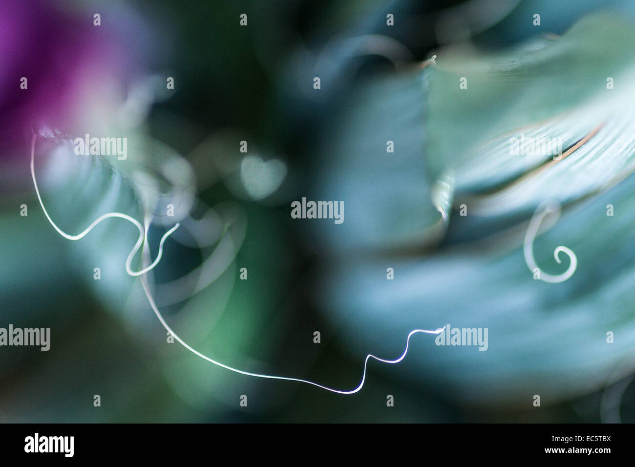 heart and soul Stock Photo - Alamy