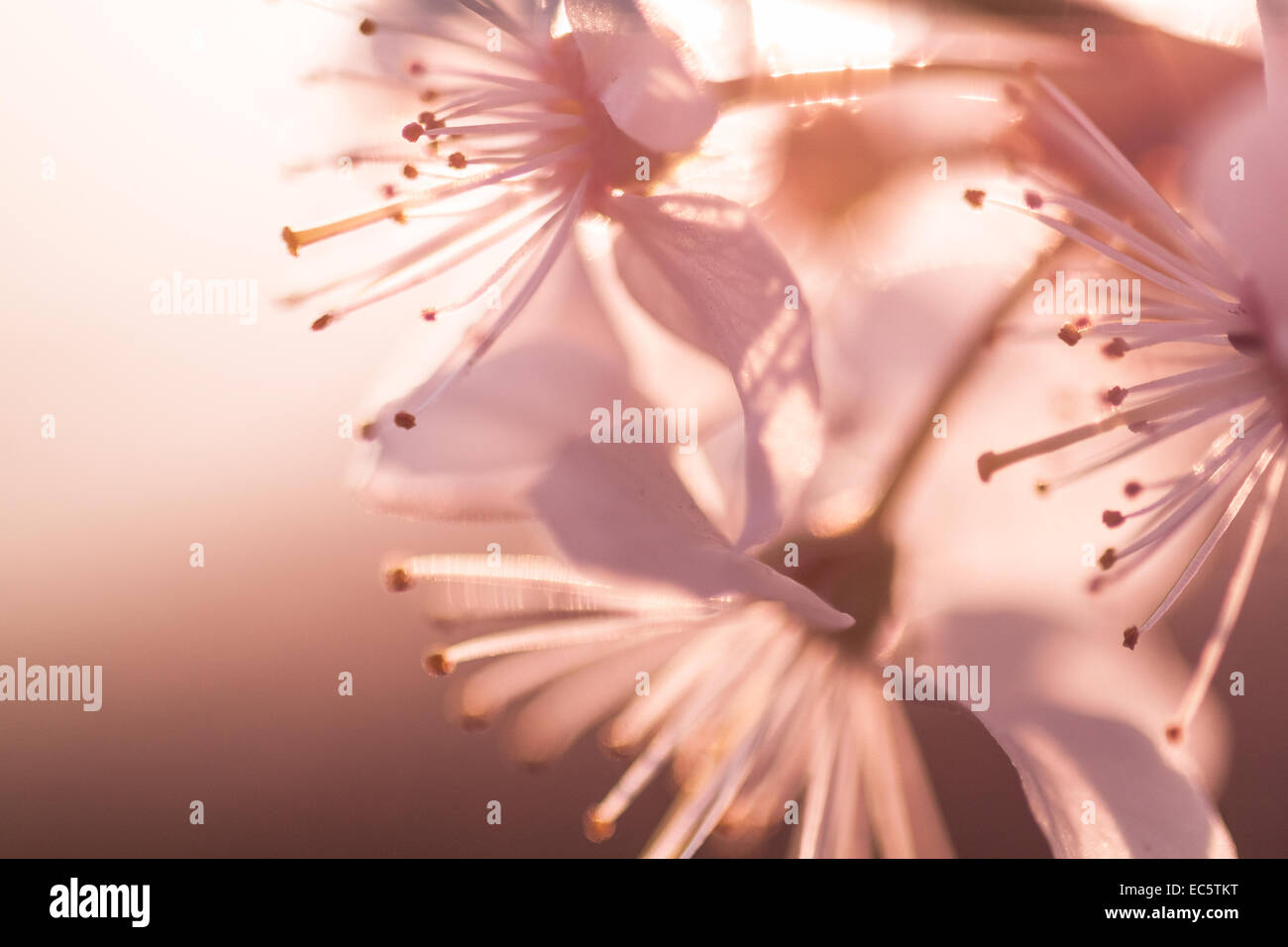 cherry blossoms in backlight Stock Photo - Alamy