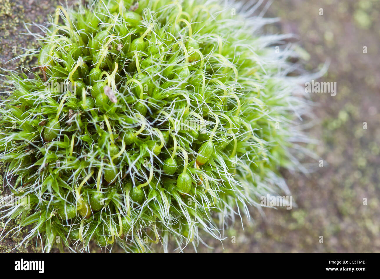 Basic life form hi-res stock photography and images - Alamy
