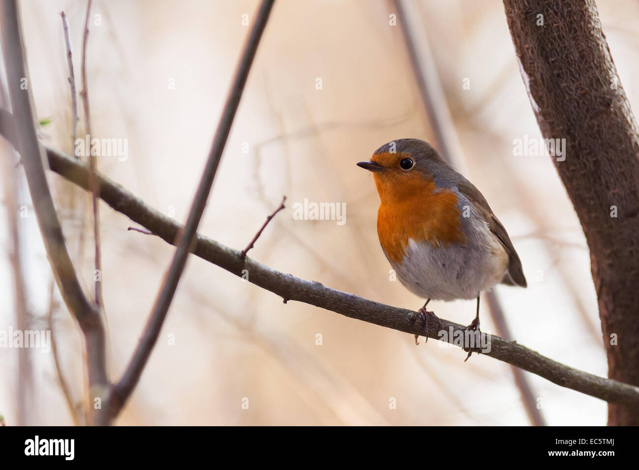 Robin sits on a branch Stock Photo - Alamy