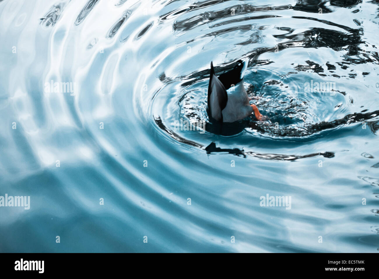 a duck feeding from the bottom Stock Photo - Alamy