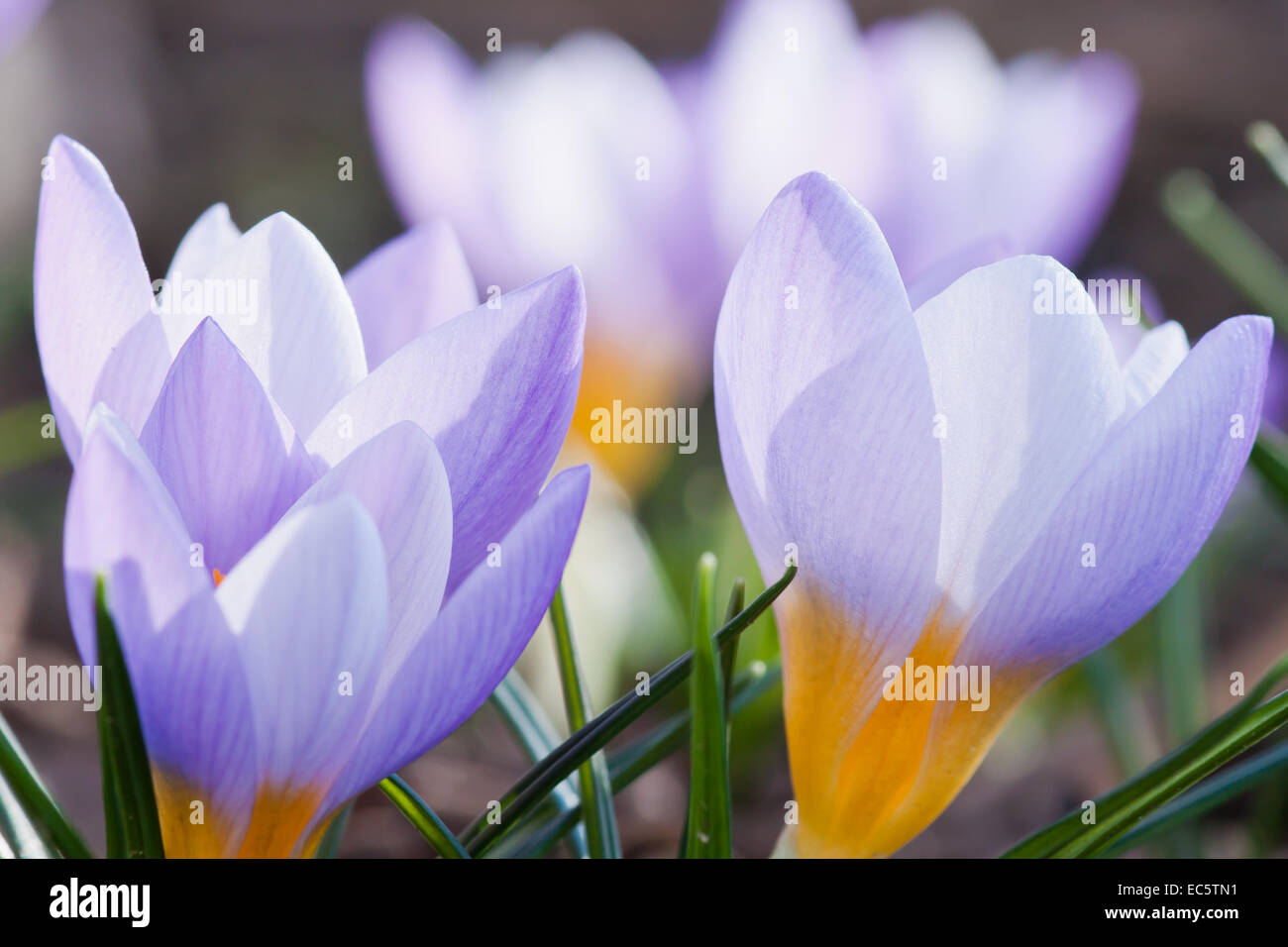 Crocus hybrid hi-res stock photography and images - Alamy