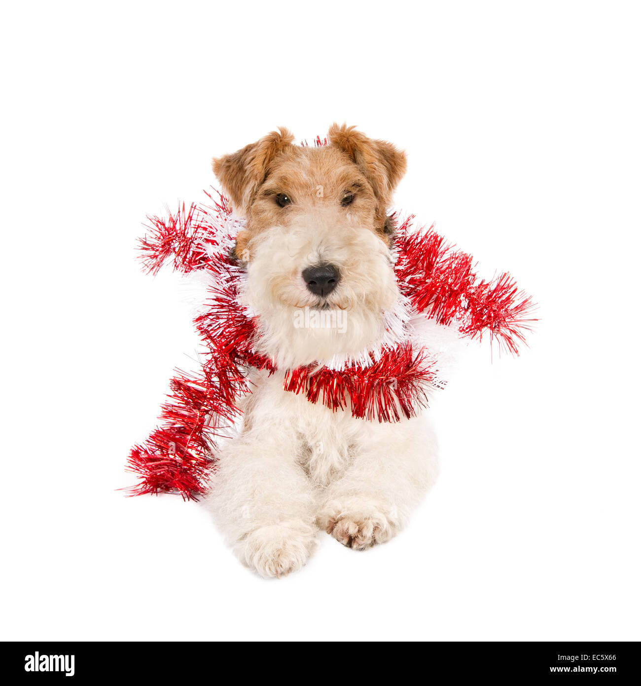 Canine christmas Cut Out Stock Images & Pictures - Alamy