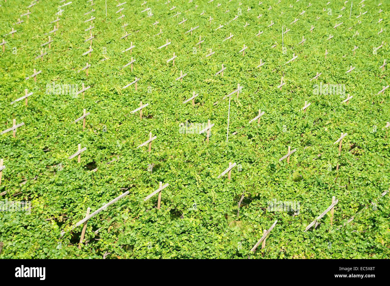 Sea of vines hi-res stock photography and images - Alamy