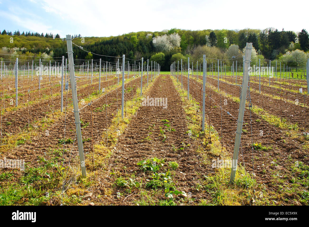 new vineyard on the edge of the forest Stock Photo - Alamy