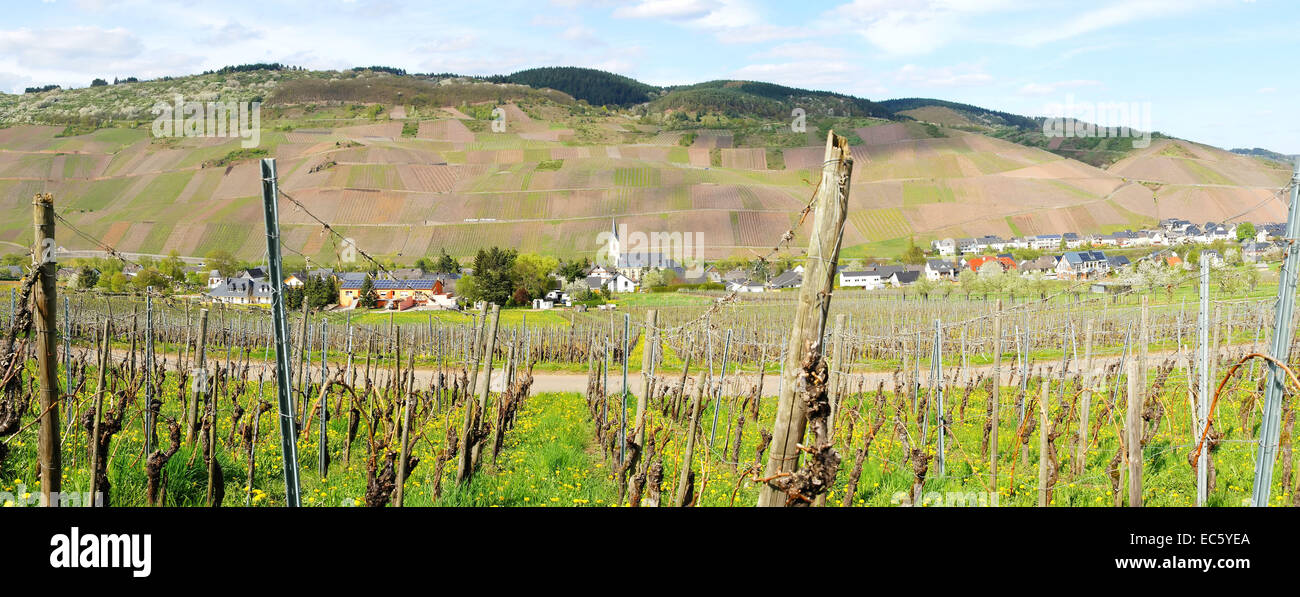 Lösnich and Kinheim on Moselle panorama Stock Photo - Alamy