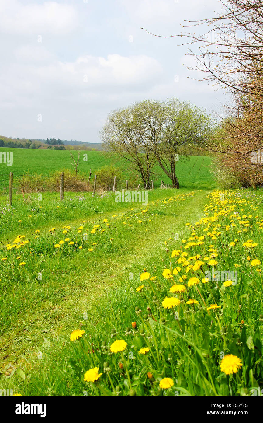 green spring landscape with lane Stock Photo - Alamy