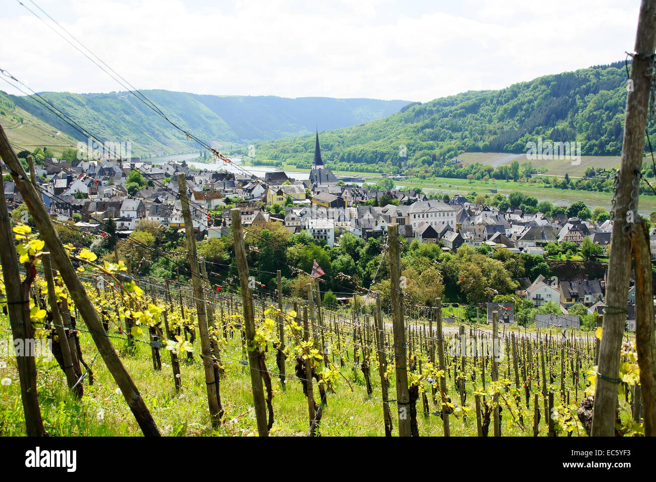 Enkirch on Moselle in springtime Stock Photo - Alamy