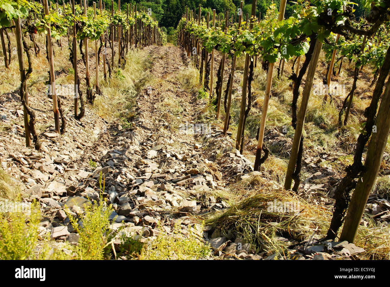 Shale containing soil in a vineyard Stock Photo - Alamy