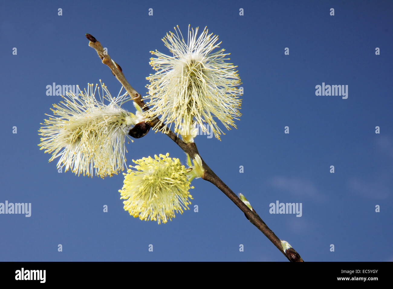 yellow white catkins macro Stock Photo - Alamy
