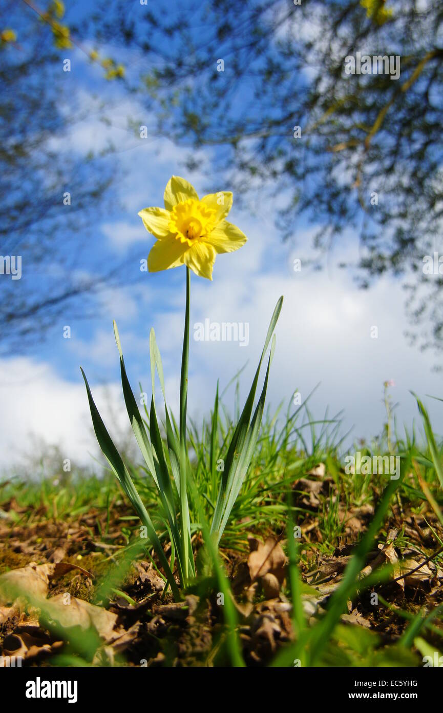 single daffodil close-up Stock Photo - Alamy
