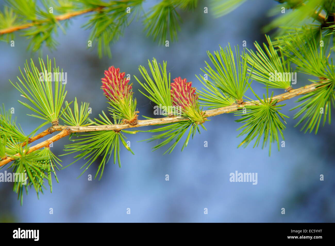 Larch bloom hi-res stock photography and images - Alamy
